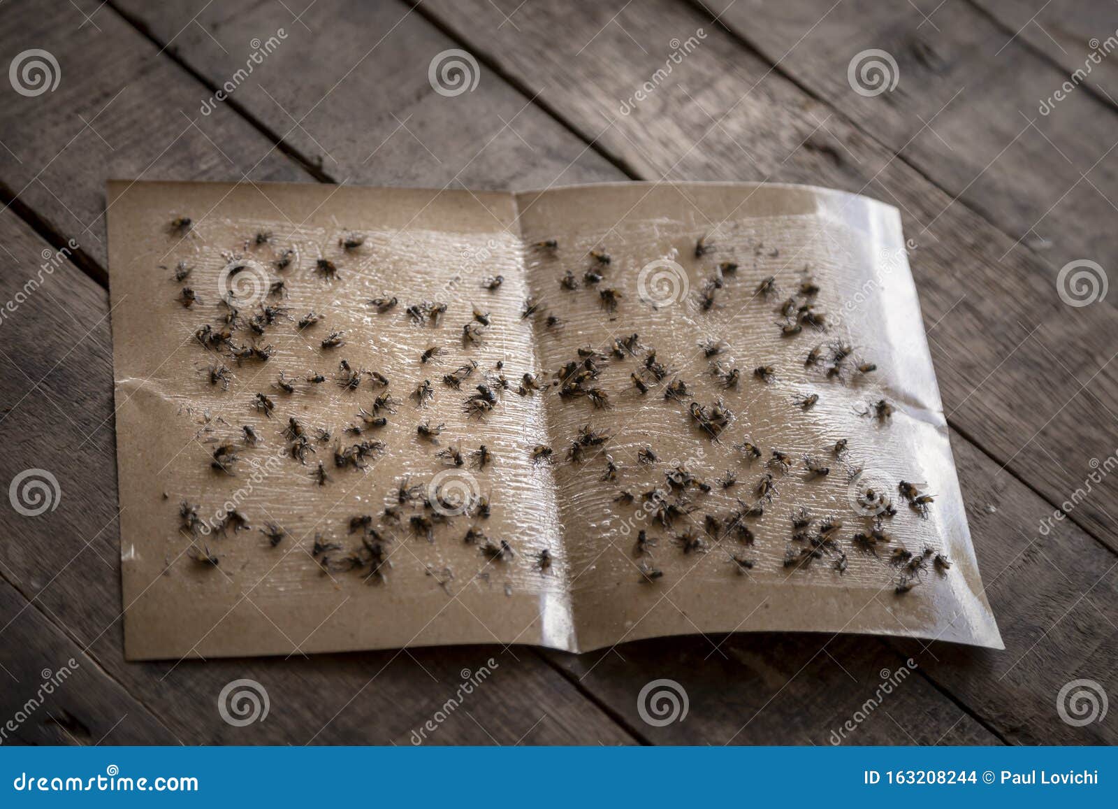 Insects Caught on a Sticky Trap Stock Photo - Image of dead, stick ...