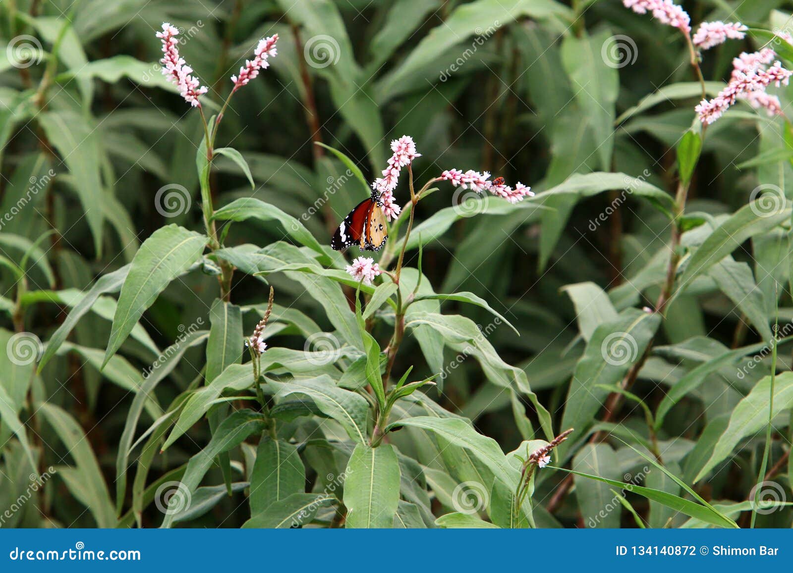 Insect - Small Invertebrate Arthropod Stock Photo - Image of arthropod ...