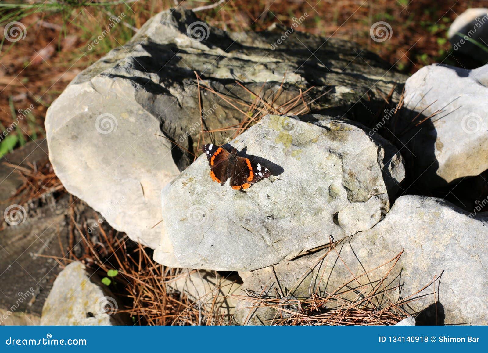 Insect - Small Invertebrate Arthropod Stock Photo - Image of beast ...