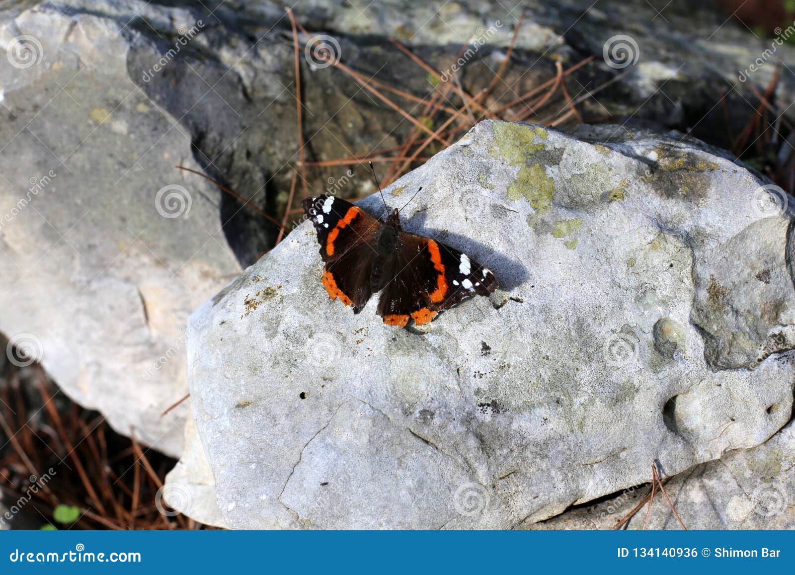 Insect - Small Invertebrate Arthropod Stock Photo - Image of stones ...