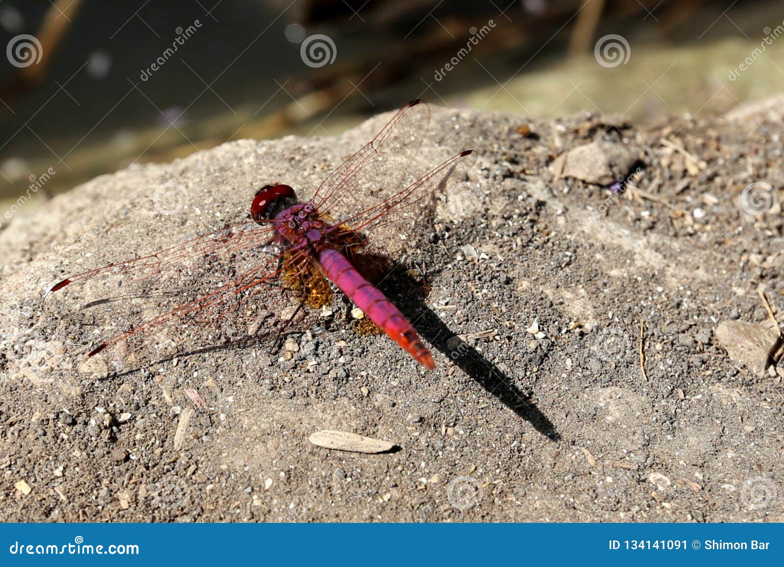Insect - Small Invertebrate Arthropod Stock Image - Image of arthropod ...