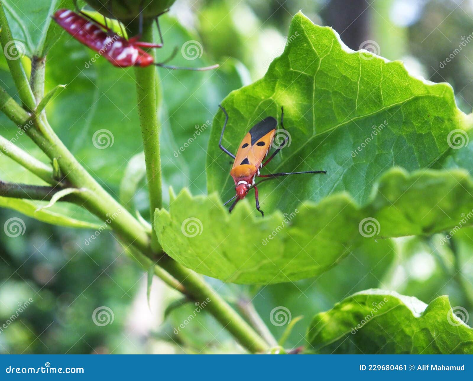 Insects Climbing on a Green Leaf Stock Image - Image of leaf, food ...