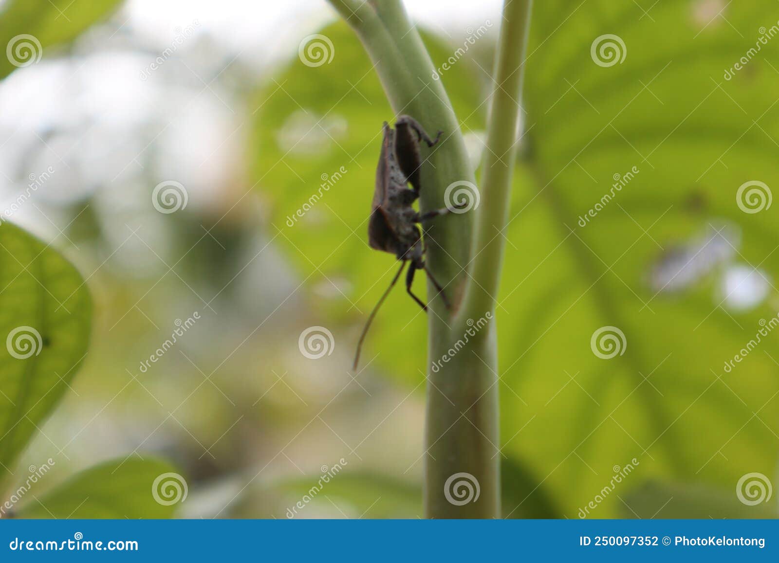 Insects Clinging To Branches Stock Photo - Image of green, nature ...