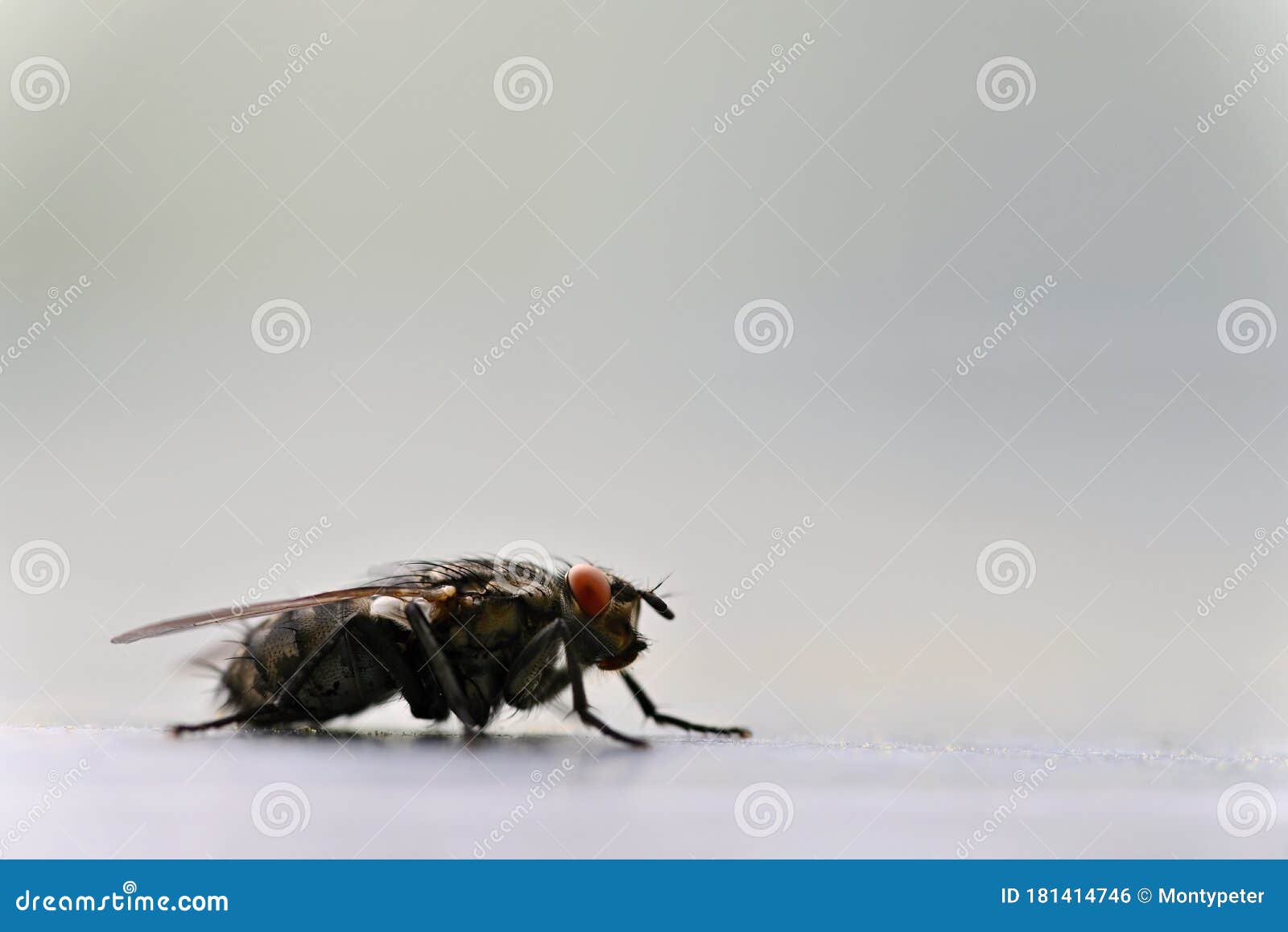 Insects Close Up. Beautiful Macro Shot of a Fly Stock Photo - Image of ...