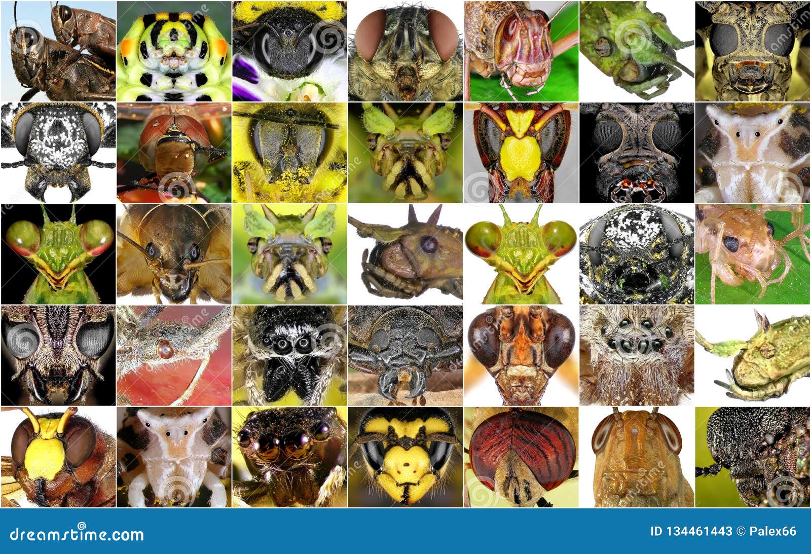 Insects stock image. Image of mole, horns, locust, grasshopper - 134461443