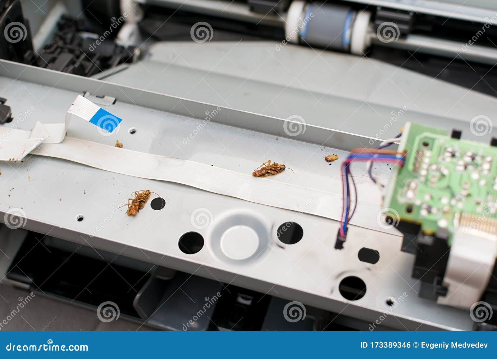 Insects Cockroaches On A Tree Pests Of Wood Beetle Royalty-Free Stock ...