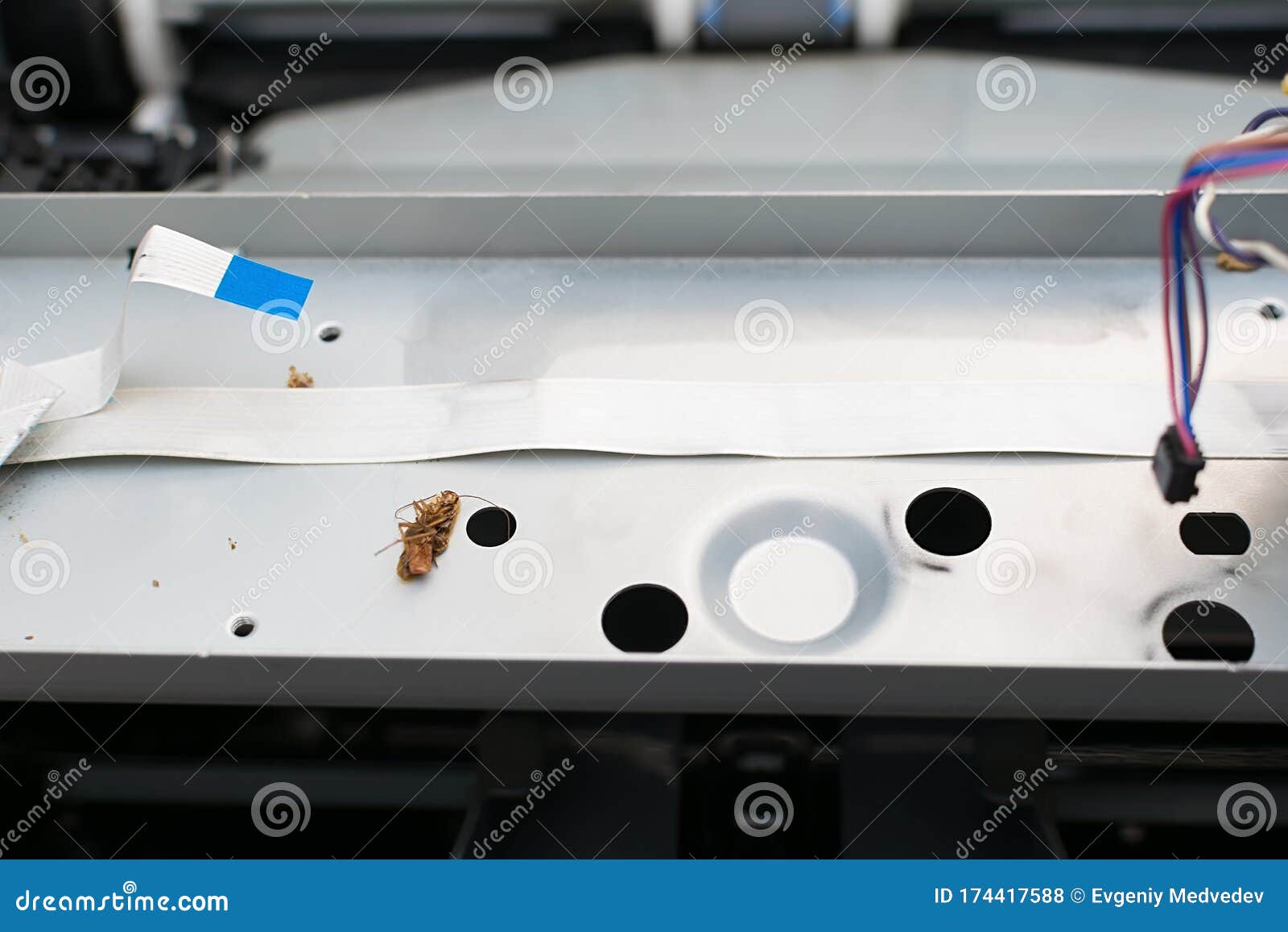 Insects Cockroaches On A Tree Pests Of Wood Beetle Royalty-Free Stock ...