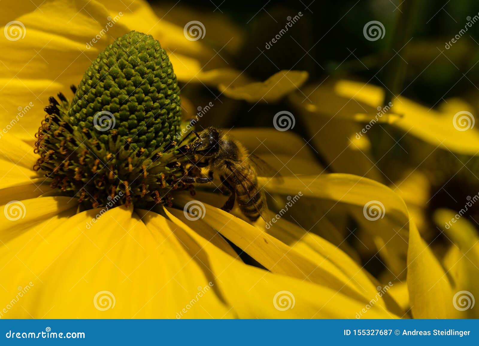 Insects collecting pollen stock image. Image of macro - 155327687