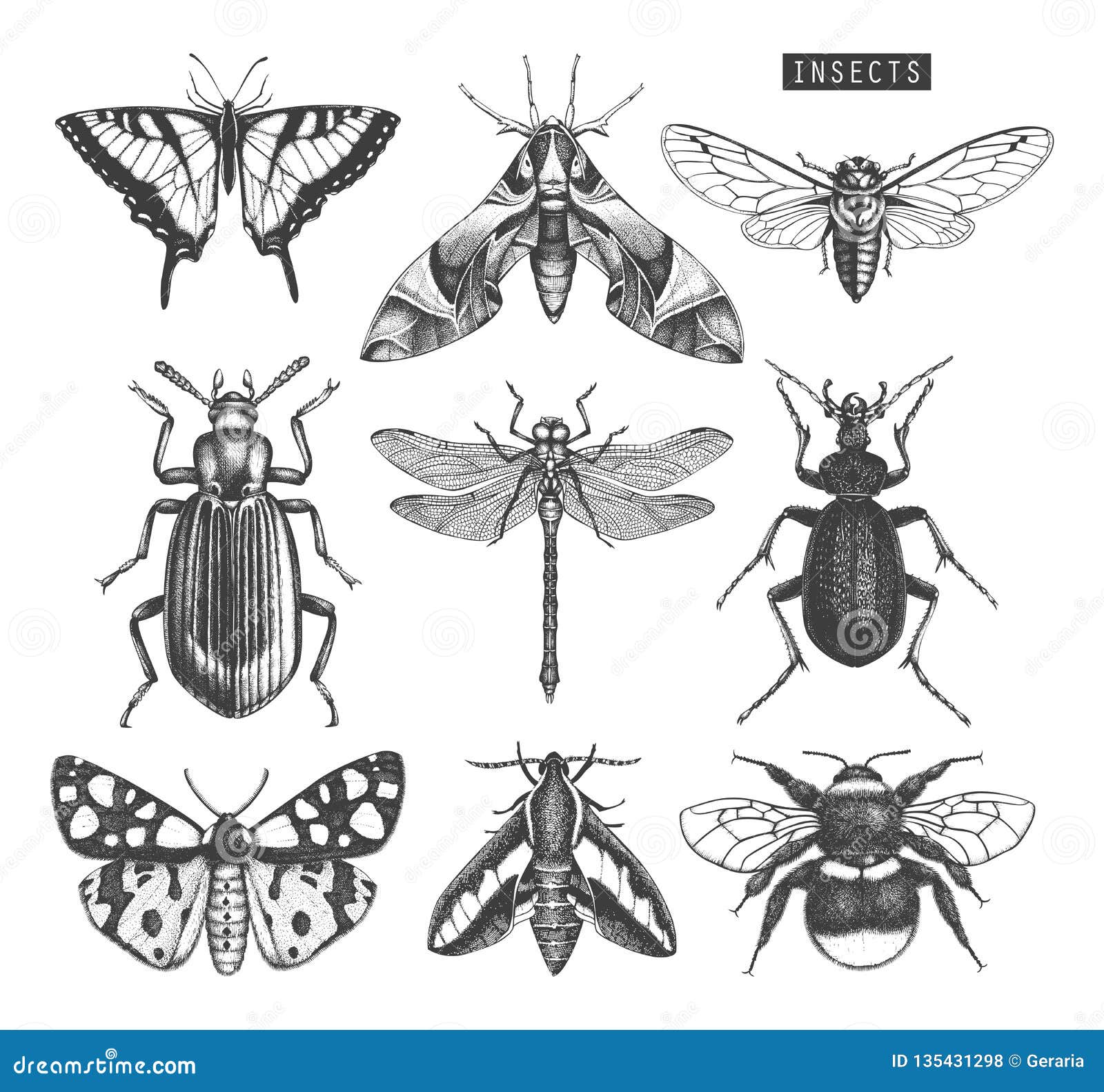 Vector Collection of High Detailed Insects Sketches. Hand Drawn ...