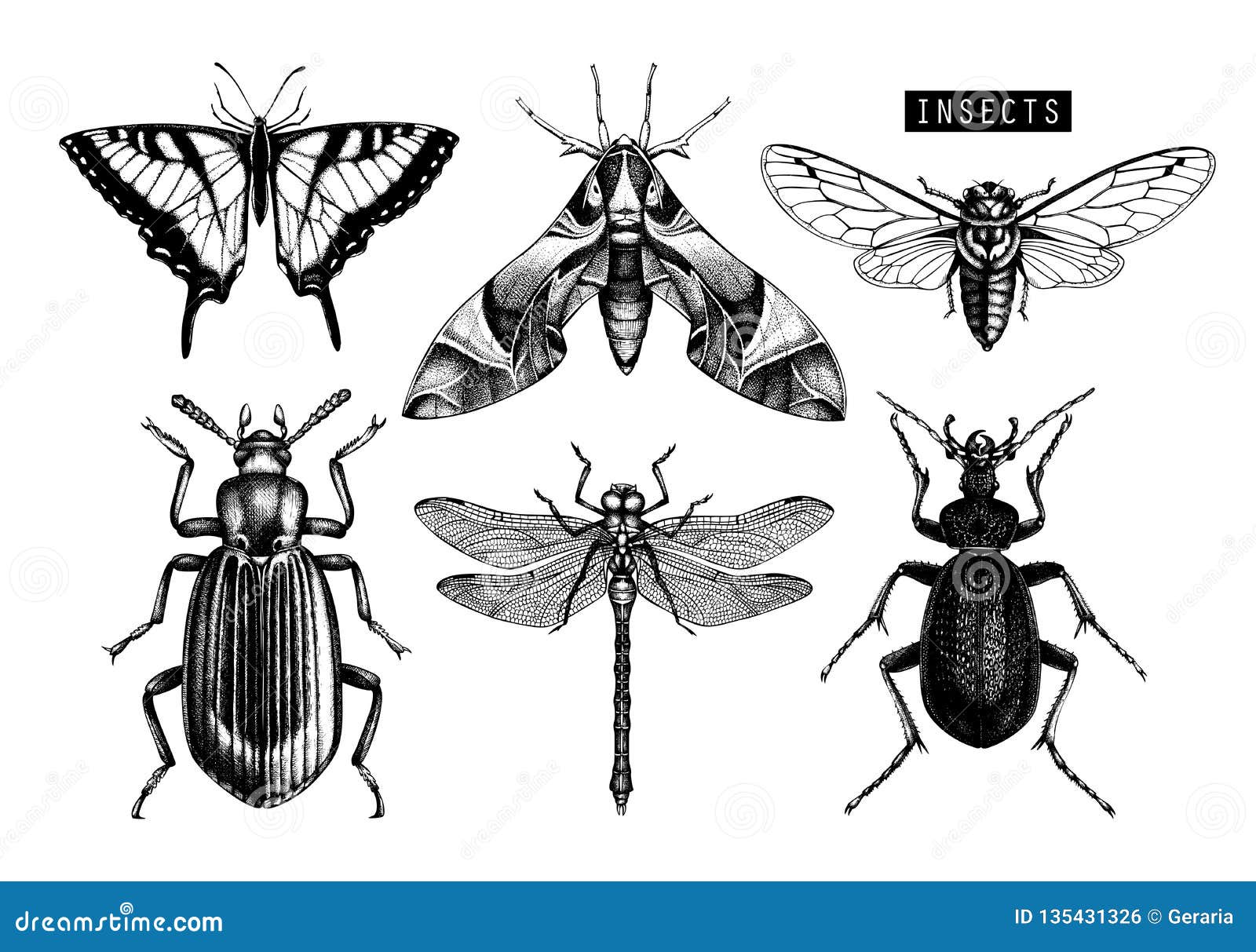 Vector Collection of Hand Drawn Insects Illustrations. Black ...