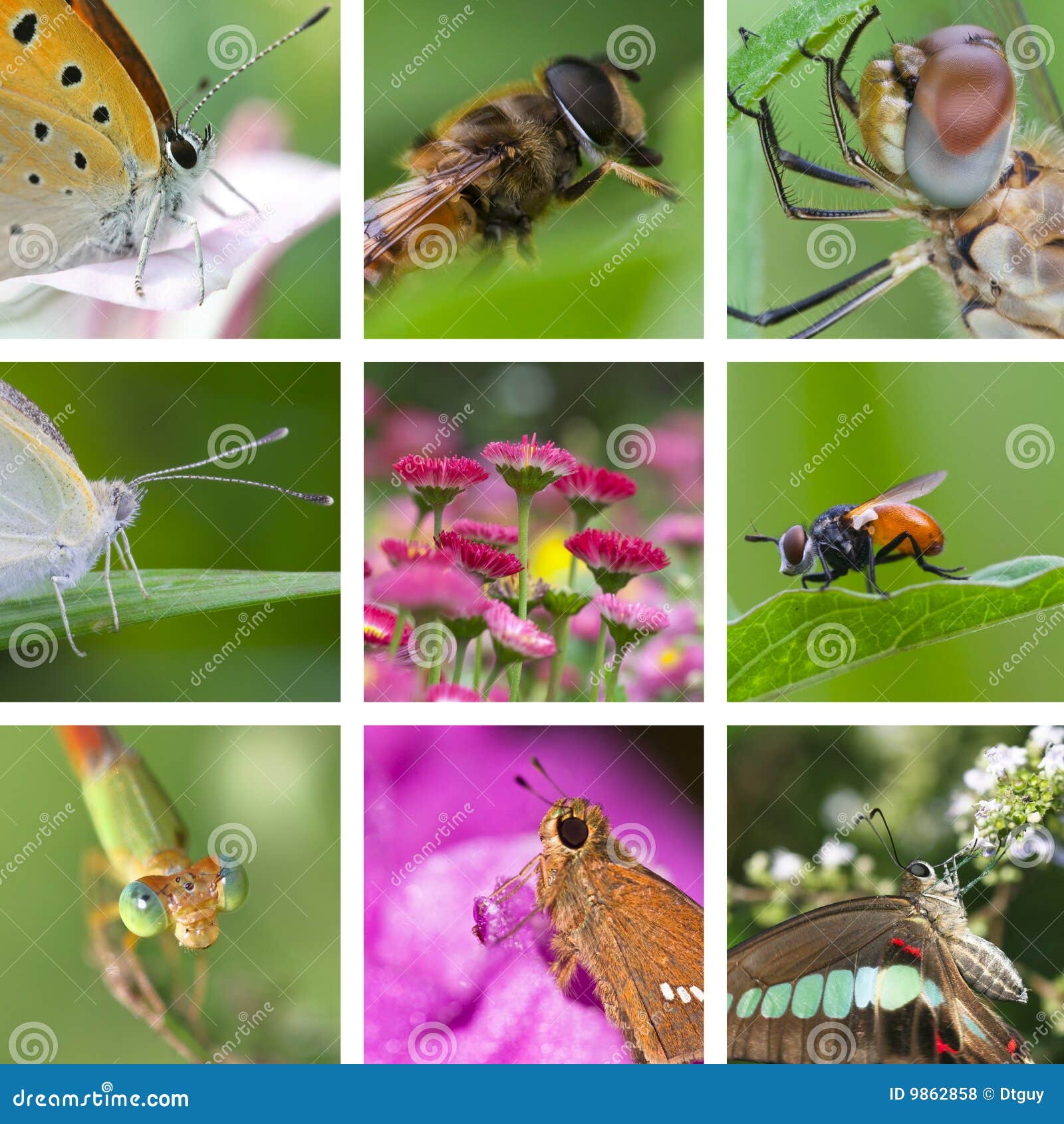 Insects collection stock photo. Image of feverfew, biology - 9862858