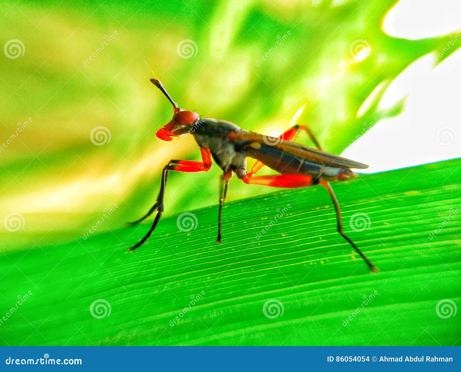 Insects colored stock photo. Image of natural, beautiful - 86054054