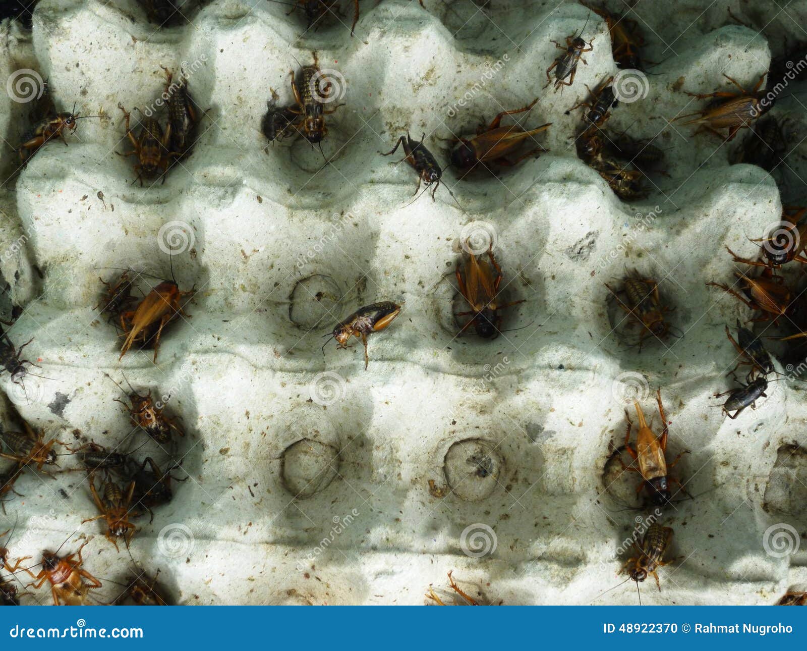 Insects - crickets stock photo. Image of wild, antennae - 48922370