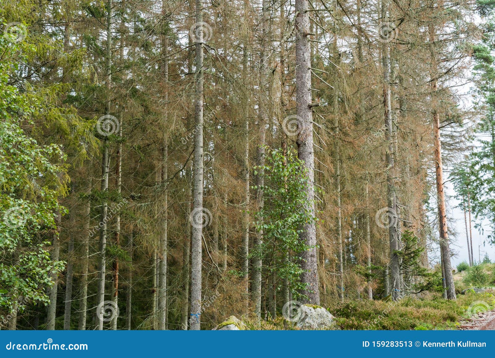 Insects Damaged Spruce Trees in a Forest Stock Image - Image of brown ...