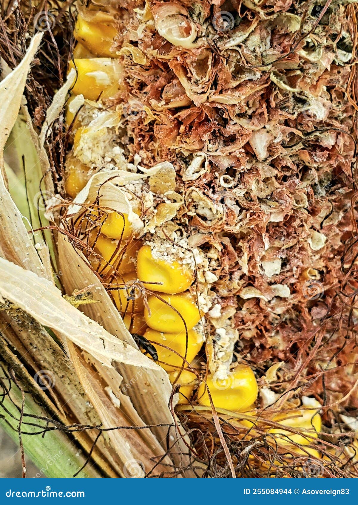 Insects Damaging Corn Kernals on a Cob. Stock Photo - Image of insects ...