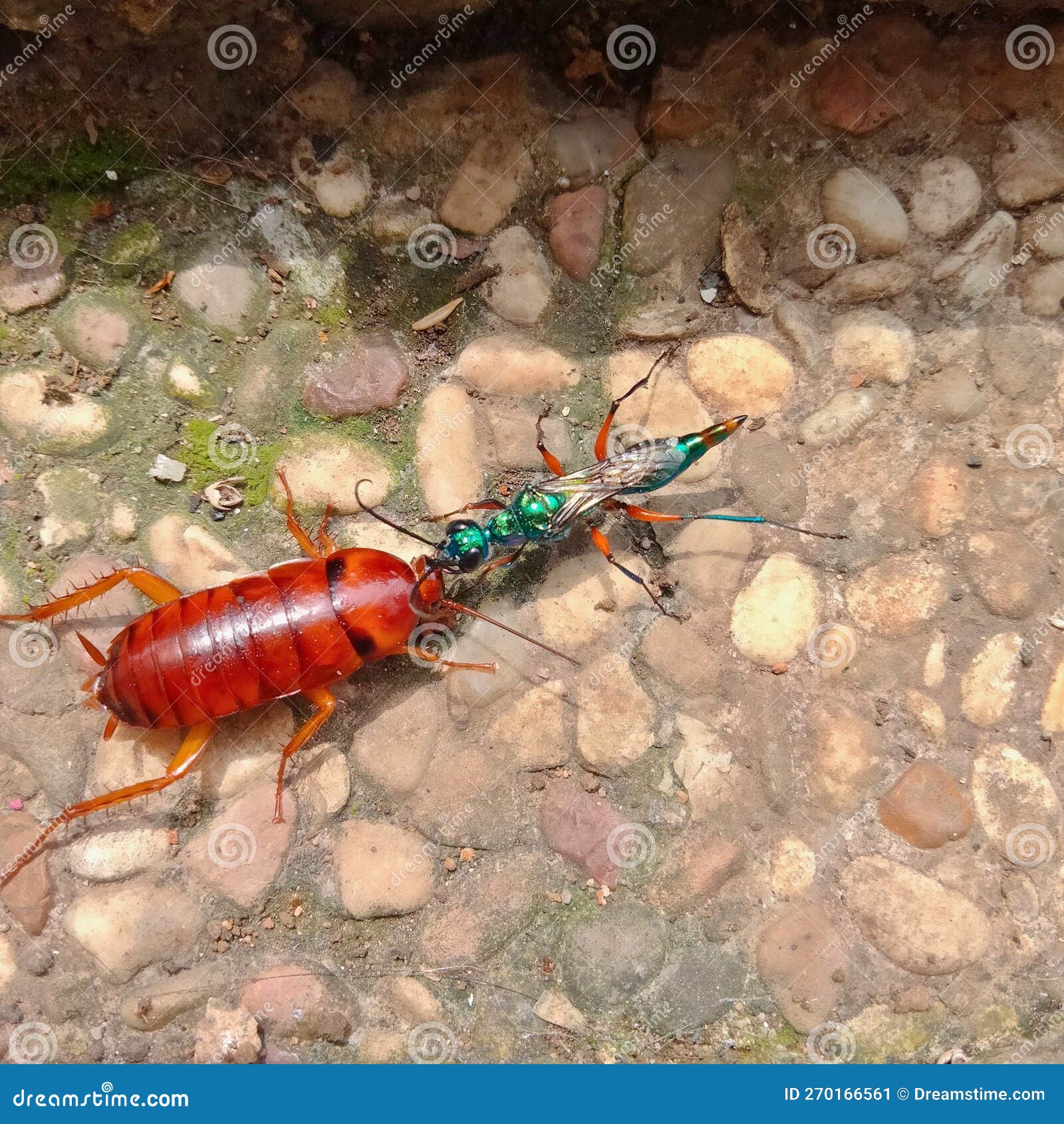 Insects of Different Types Meet Each Other What Happens Stock Image ...