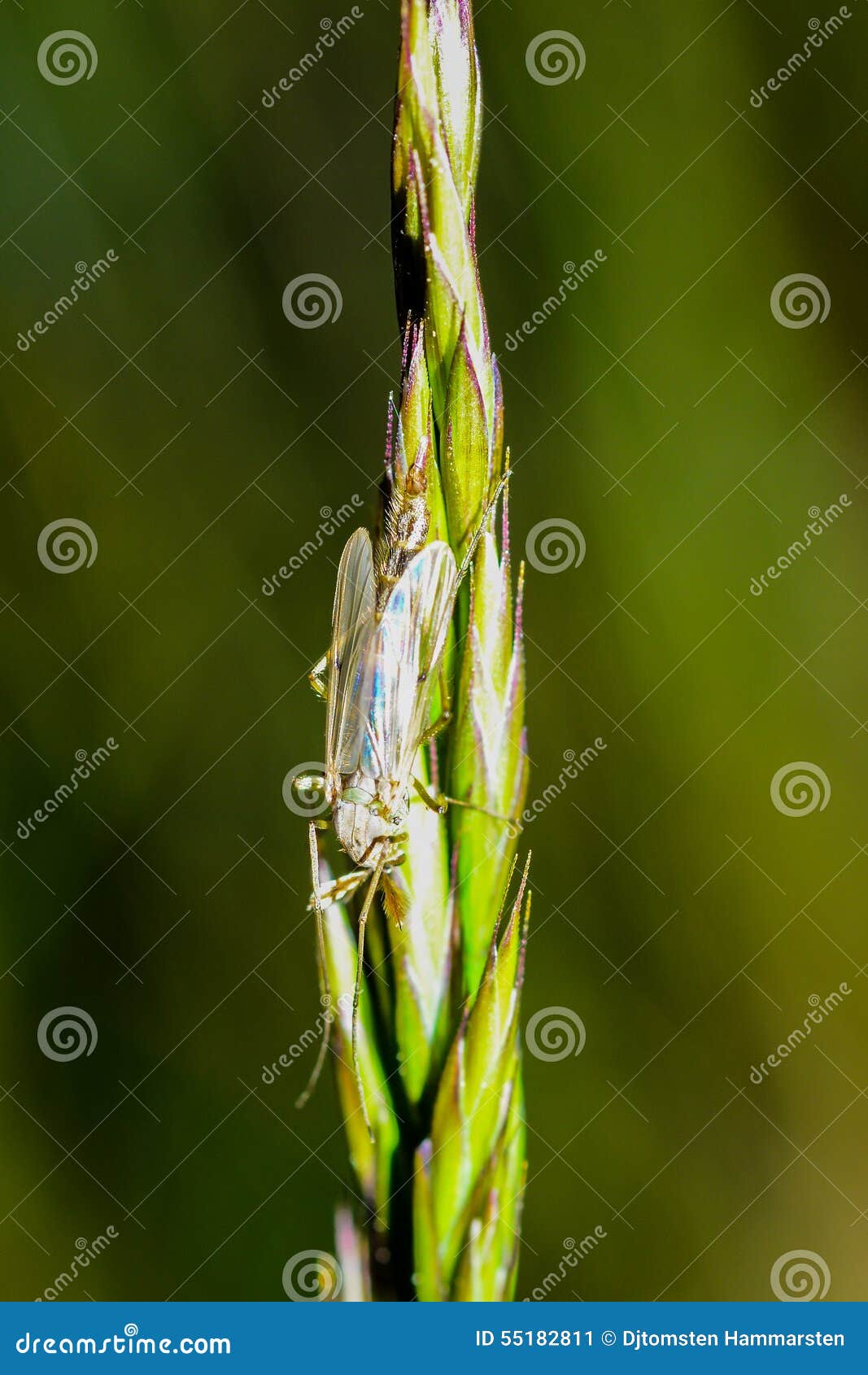 Lurking In Your Lake What Bugs Are In Lakes Rivers