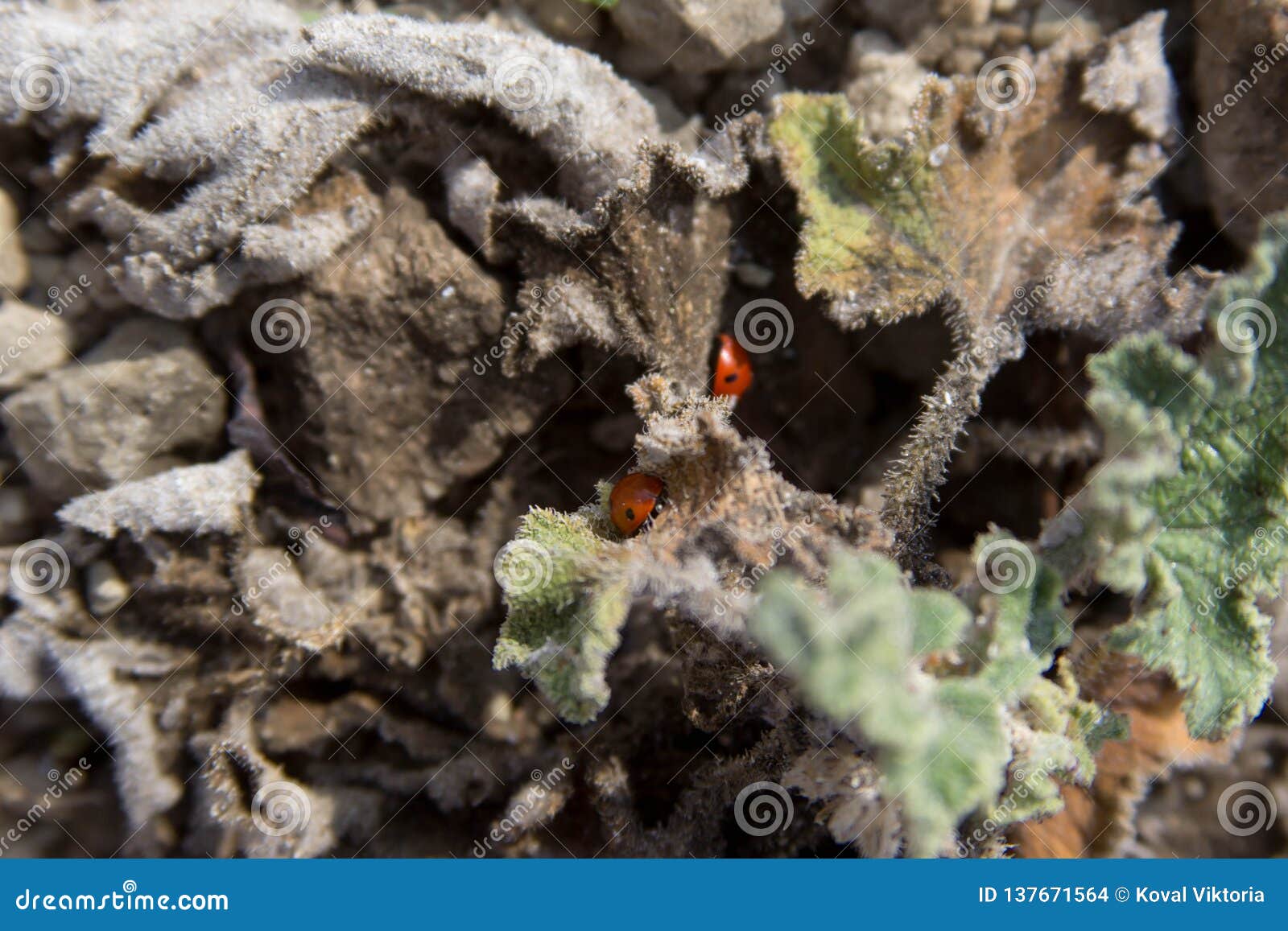 Insects on earth stock photo. Image of nature, greenery - 137671564