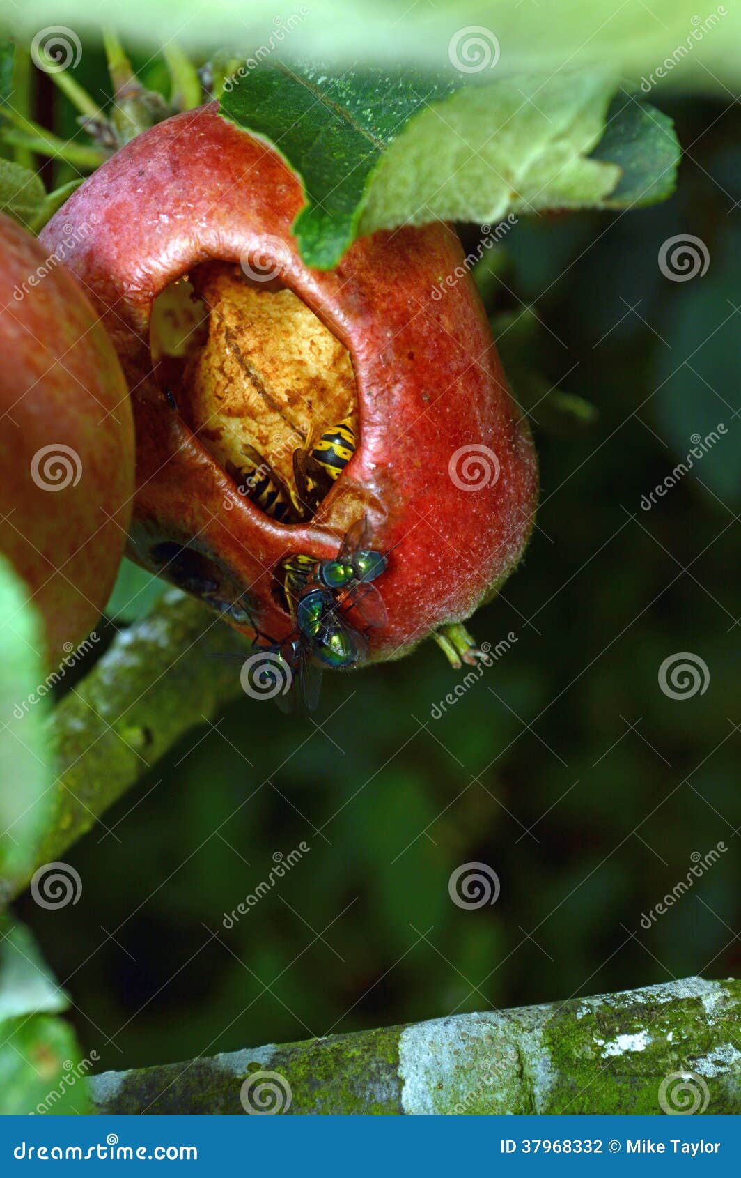 Insects eating an apple. stock photo. Image of autumn - 37968332
