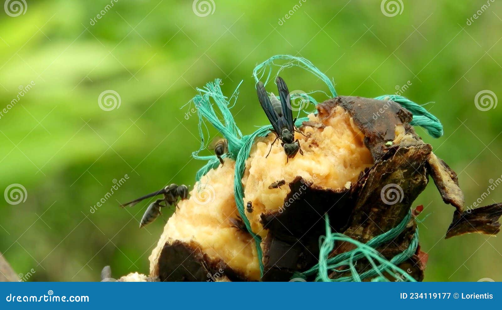 Insects are eating a fruit stock image. Image of fresh - 234119177