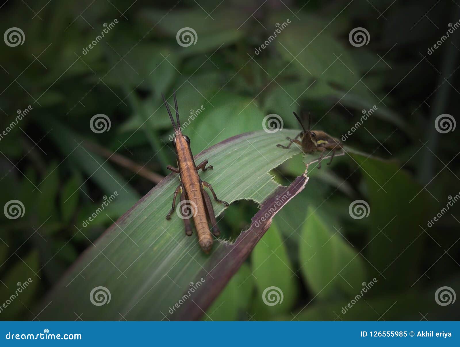 Insects eating leaf stock image. Image of beauty, leaf - 126555985
