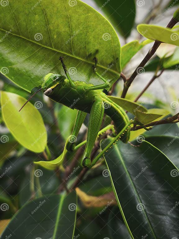 Insects eating leaves stock photo. Image of nature, insects - 348486994