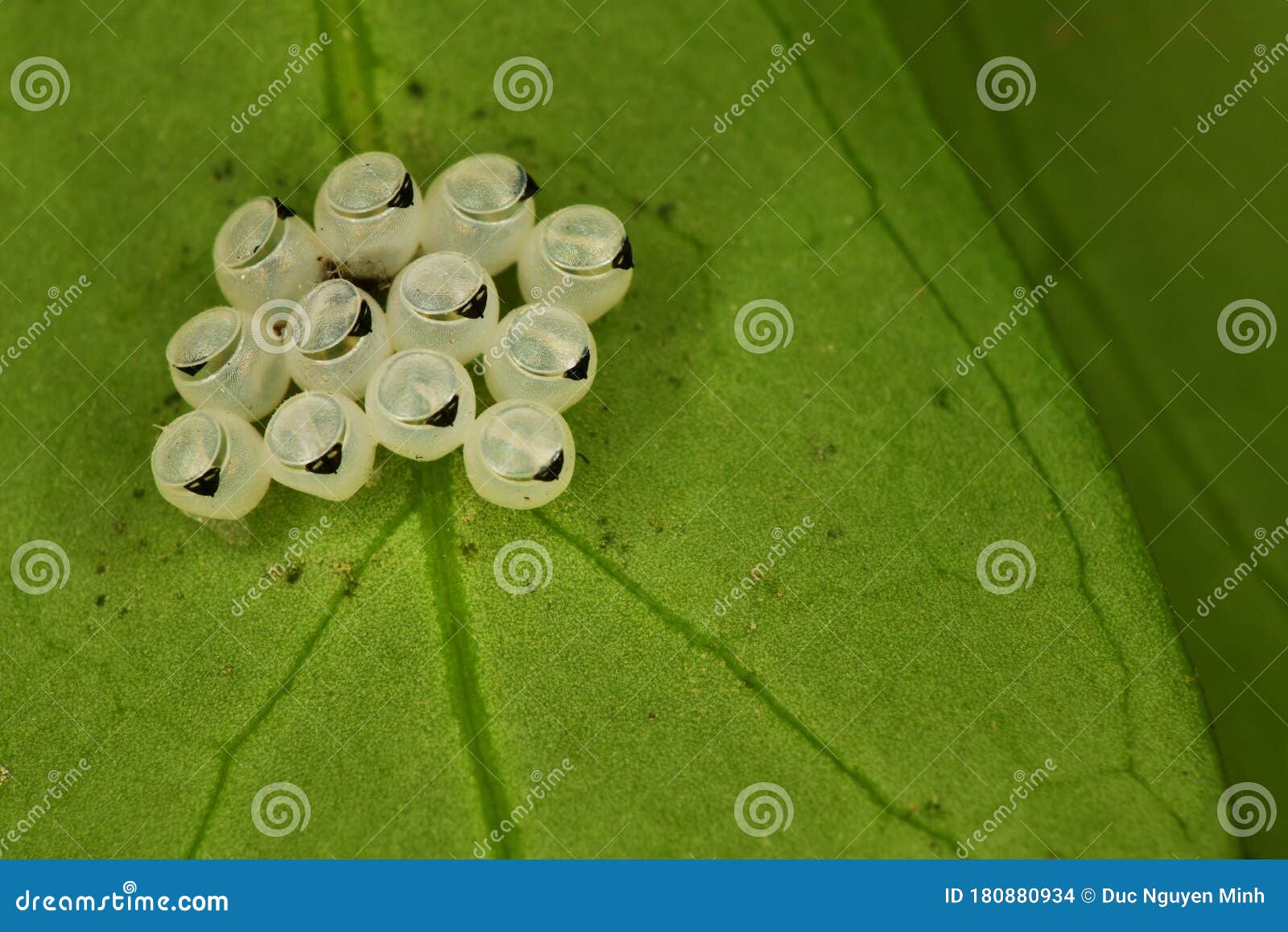 Insects eggs on the leaf stock photo. Image of tiny - 180880934