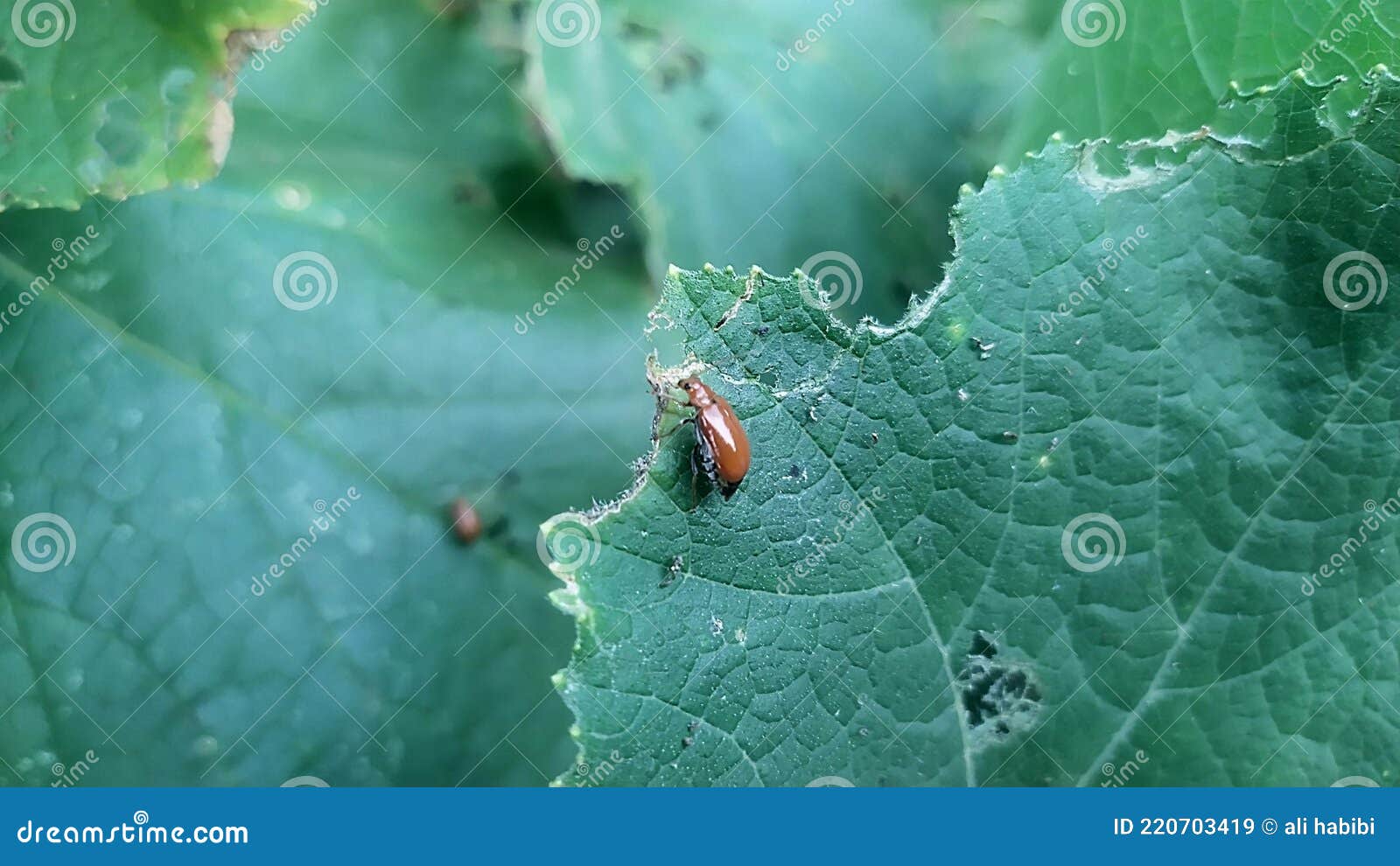 Insects Enjoying the Sunset Stock Image - Image of invertebrate, flower ...
