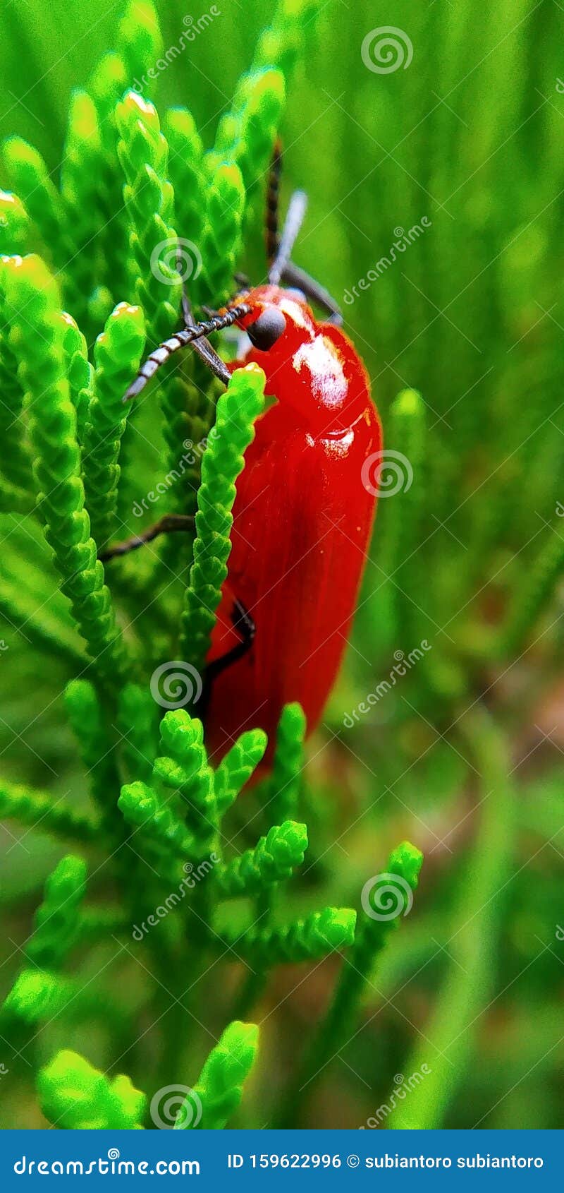 Insects on Evergreen Trees in the Dry Season Stock Photo - Image of ...