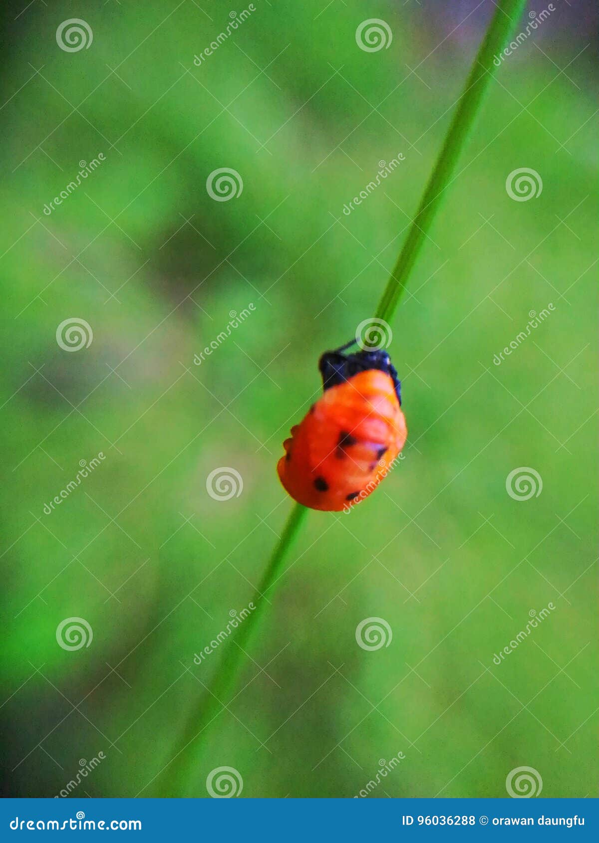 InsectsÂ stock photo. Image of class, insecta, arthropod - 96036288