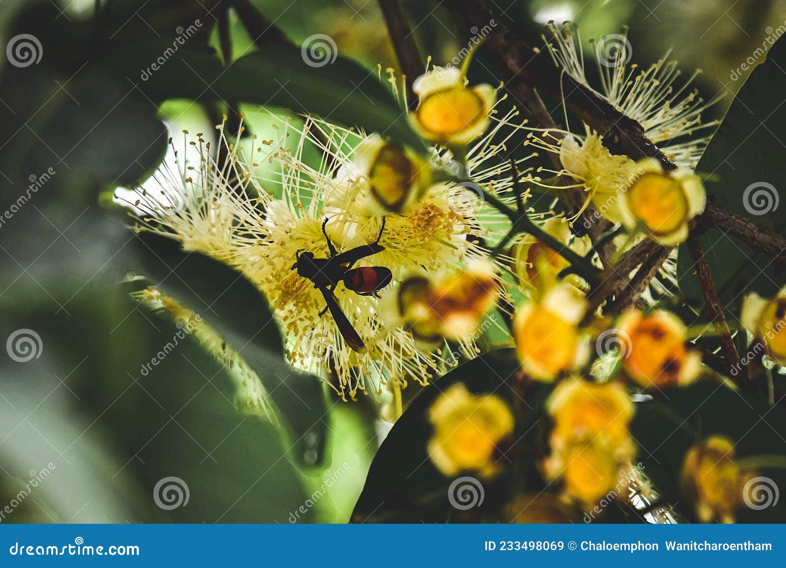 Insects that Feed on Pollen are in the Garden. Stock Image - Image of ...