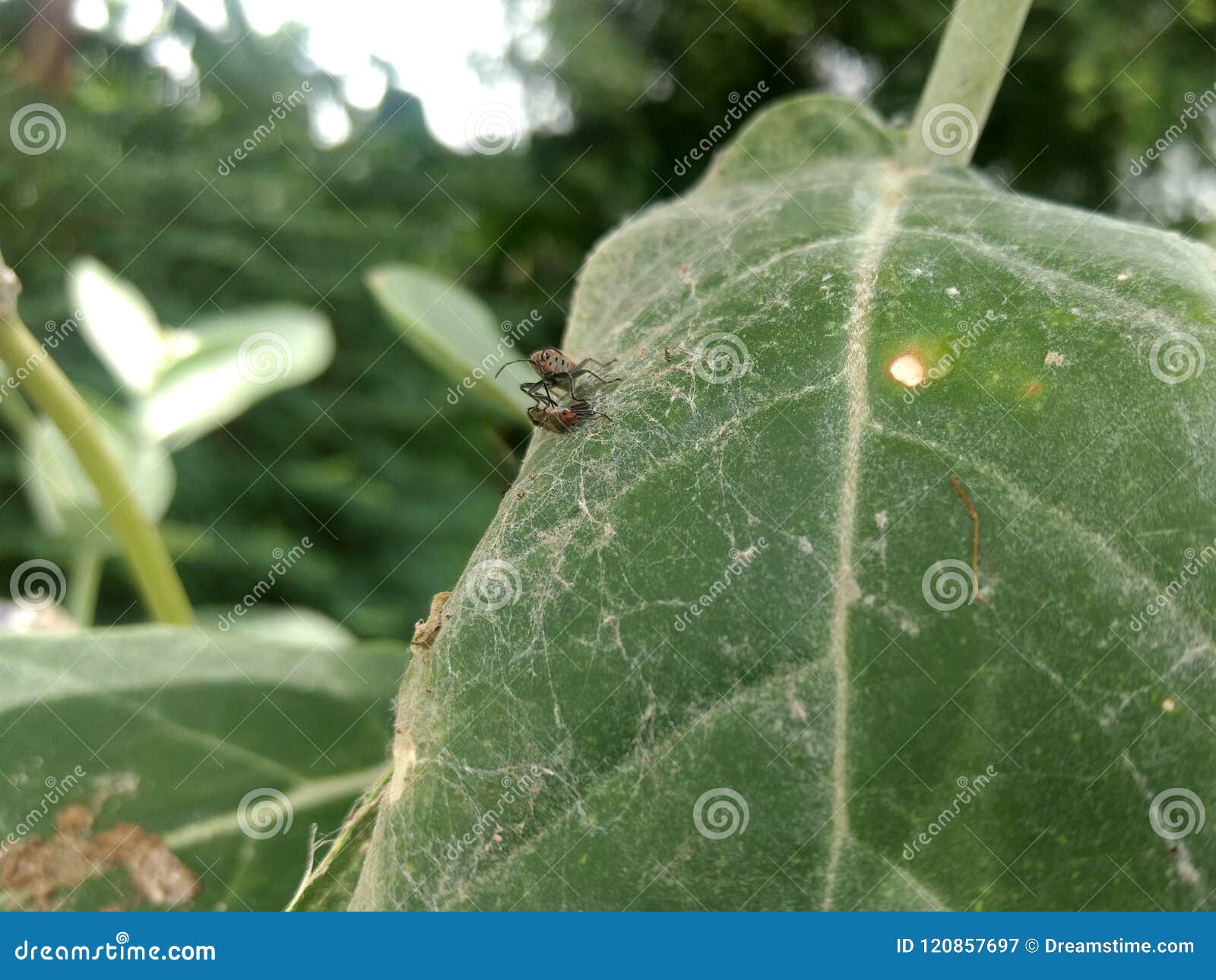 Insects stock image. Image of fighting, forest, evening - 120857697