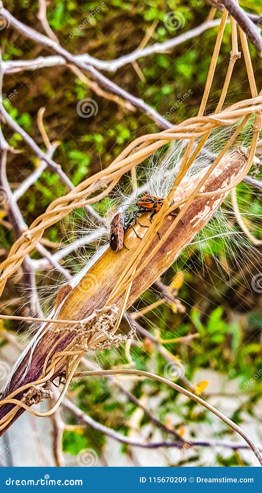 Date without date stock image. Image of date, insects - 115670209