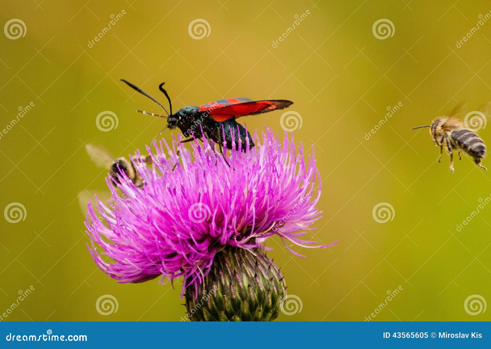 Insects stock image. Image of blue, leaf, close, flower - 43565605