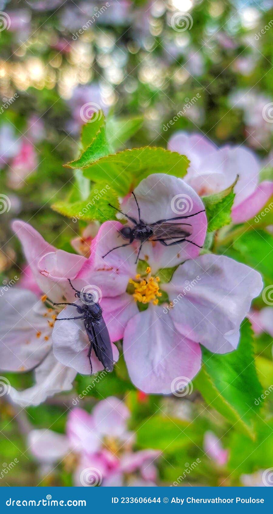 Insects on flower stock photo. Image of insects, invertebrate - 233606644