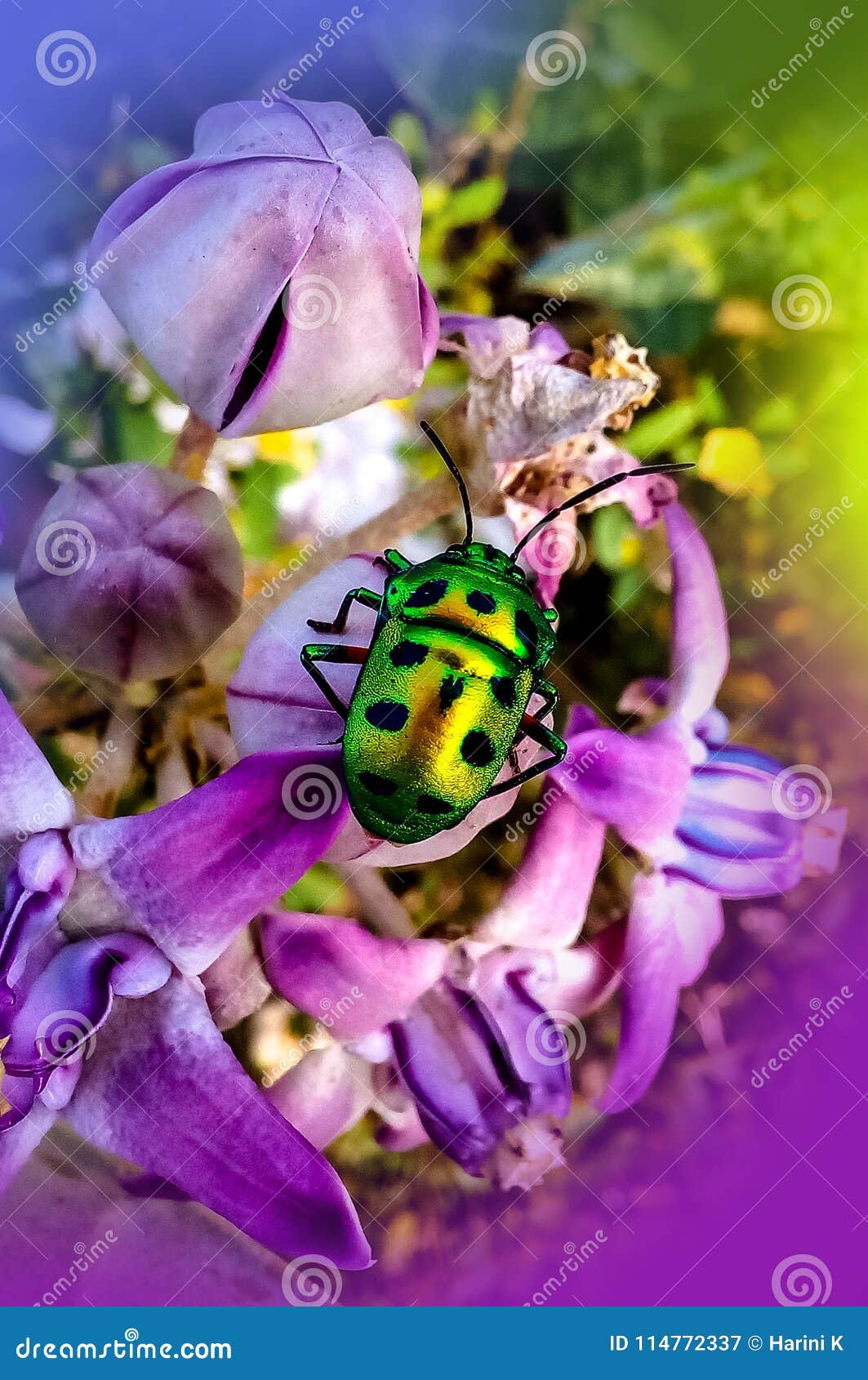 Insects on flower stock image. Image of shot, colorful - 114772337