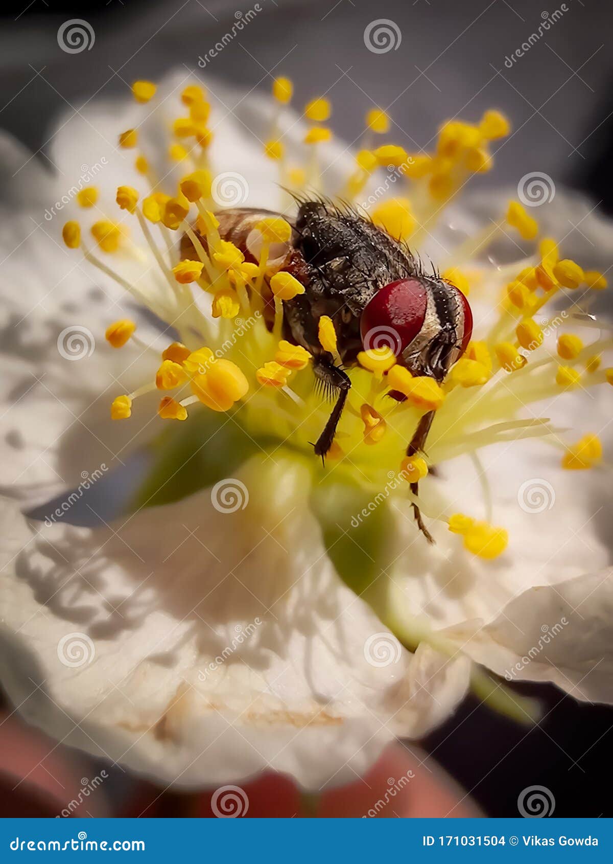 Insects flower stock photo. Image of insects, macro - 171031504