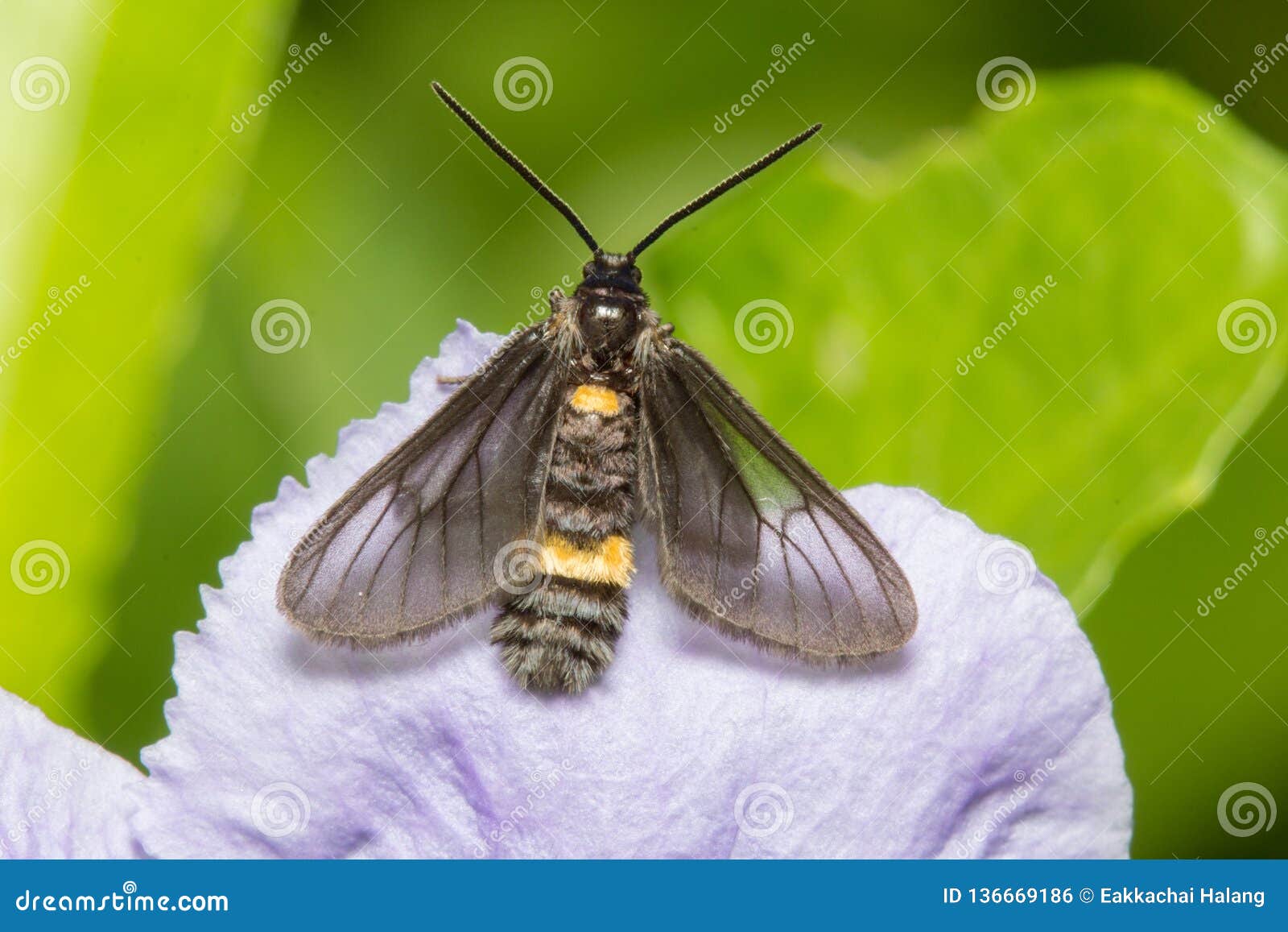 Insects on flowers stock photo. Image of closeup, leaf - 136669186