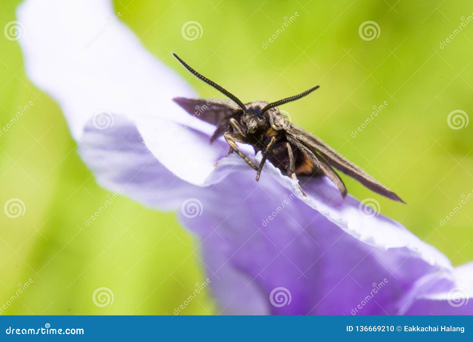 Insects on flowers stock photo. Image of insects, louis - 136669210