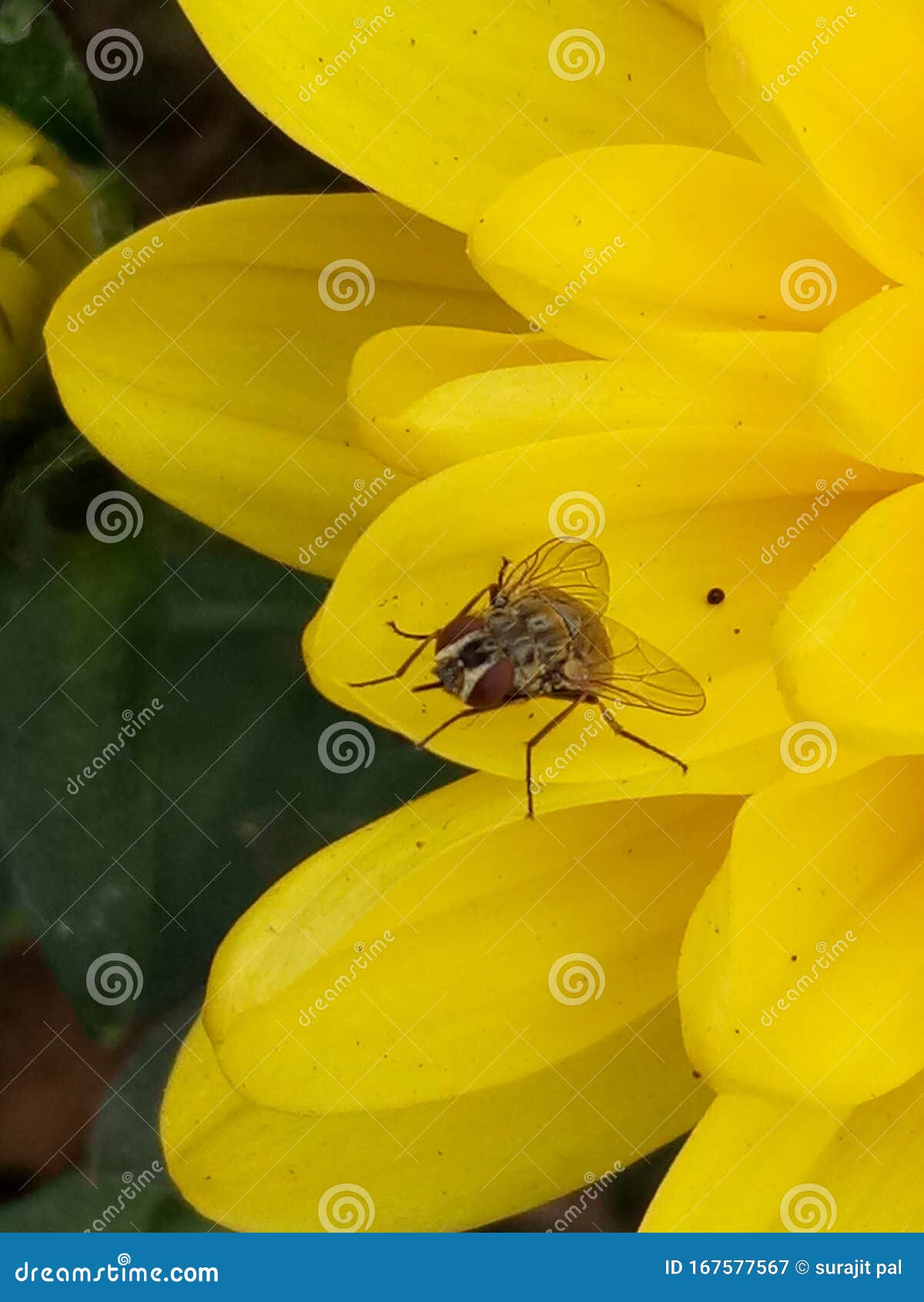 Insects with flowers stock image. Image of flowers, yellow - 167577567