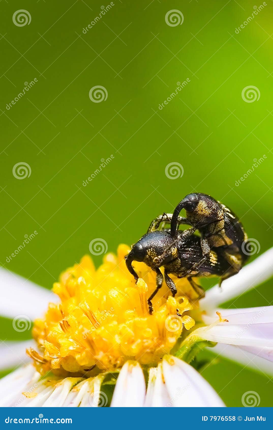 Insects on flowers stock photo. Image of wing, flora, nature - 7976558