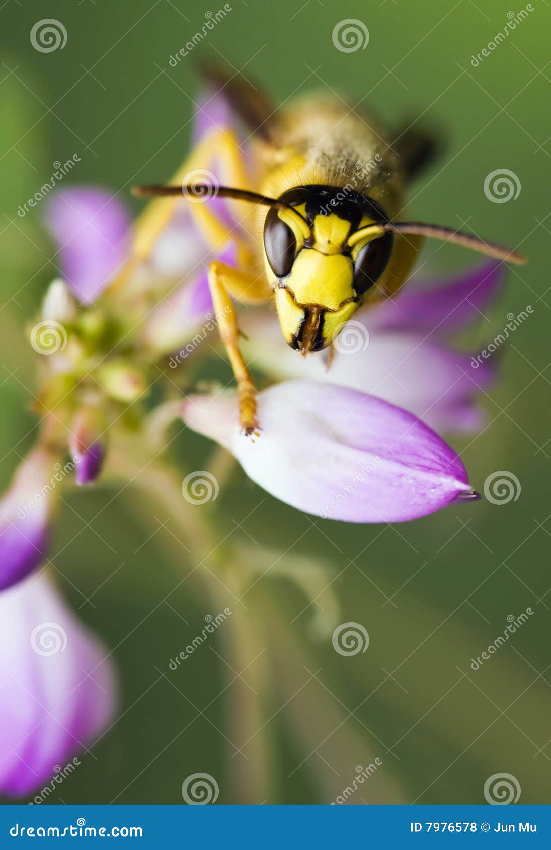Insects on flowers stock photo. Image of nature, bright - 7976578