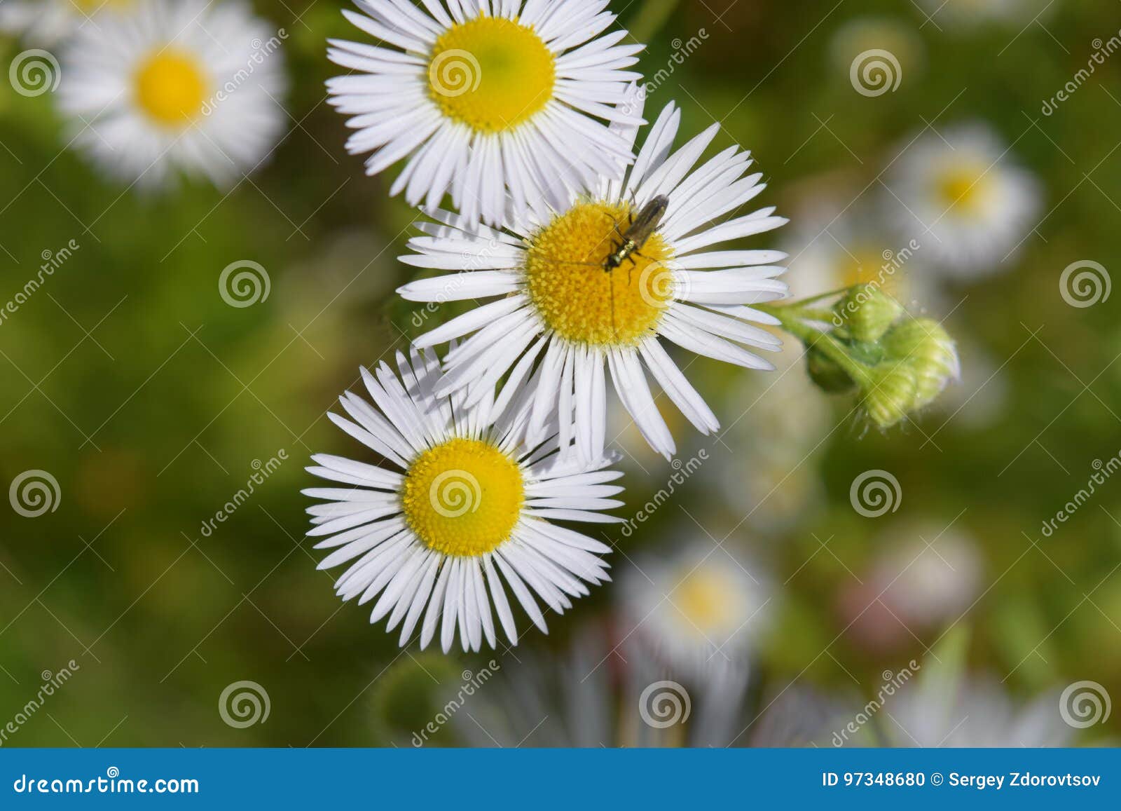 Insects on flowers stock photo. Image of botany, field - 97348680
