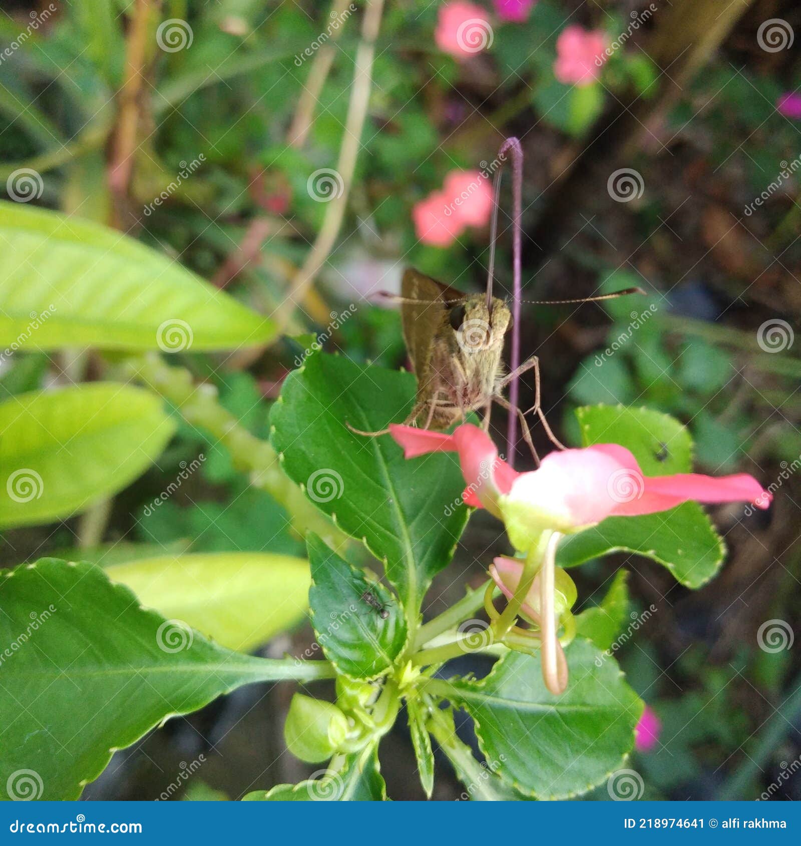 Insects on flowers stock image. Image of nectar, perched - 218974641
