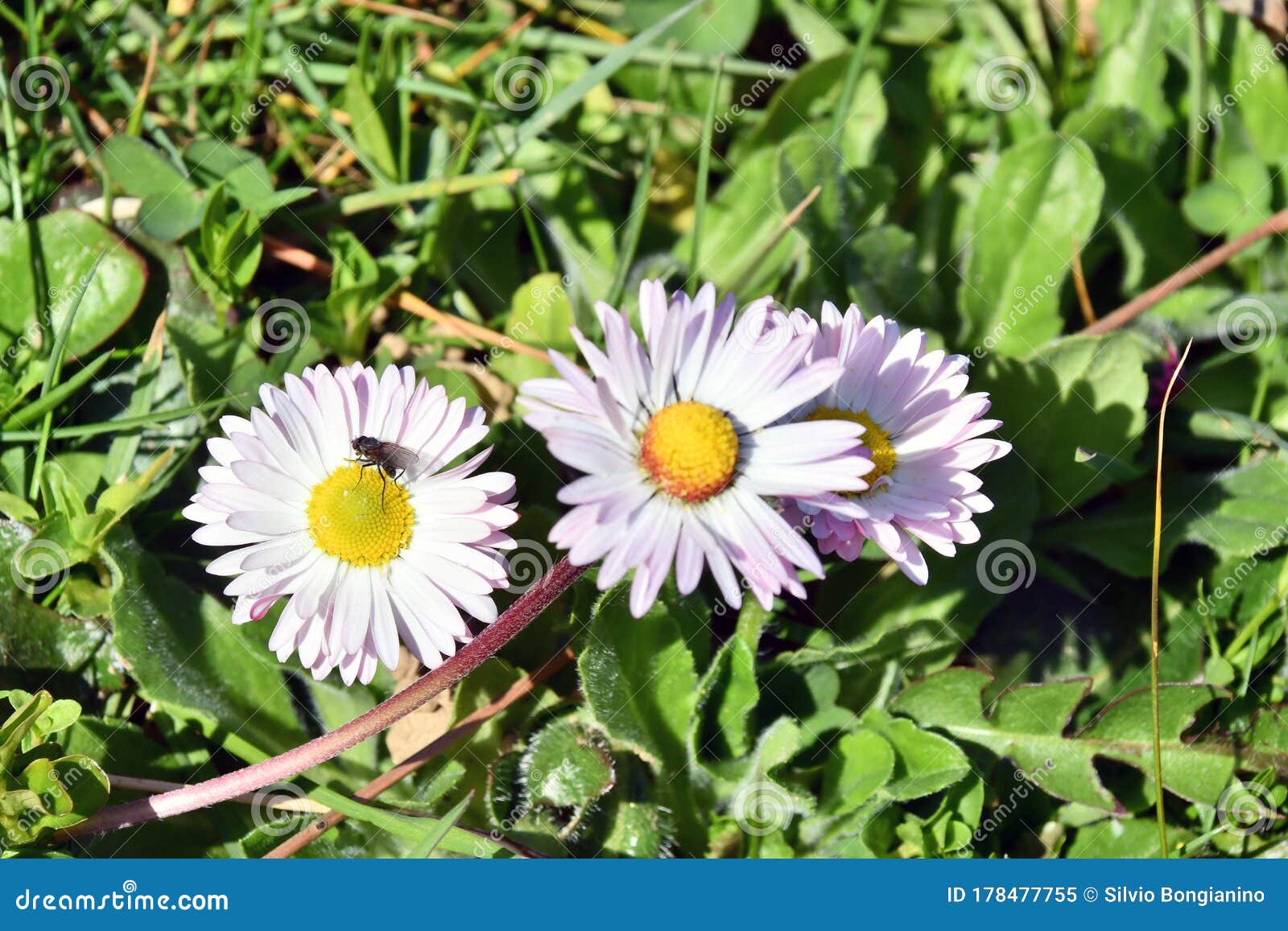 Insects on flowers stock image. Image of garden, macro - 178477755
