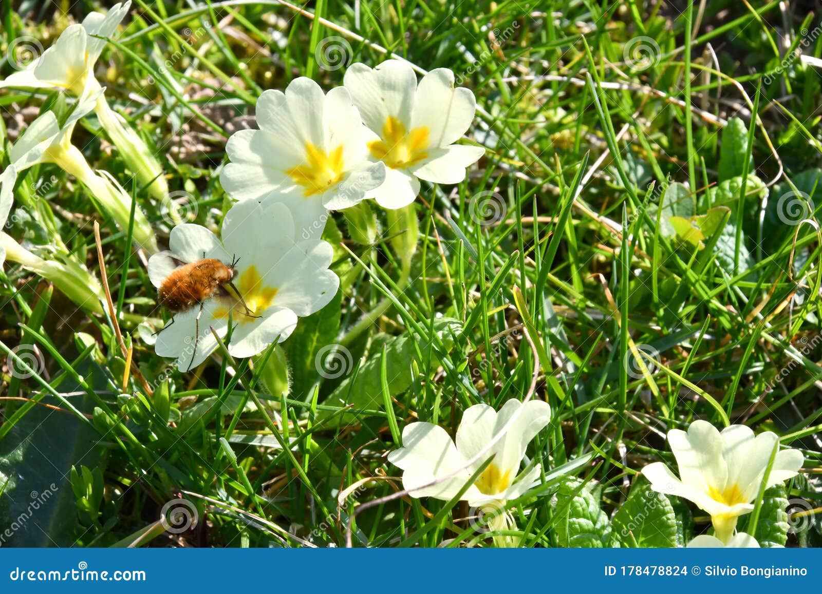 Insects on flowers stock photo. Image of flower, nature - 178478824