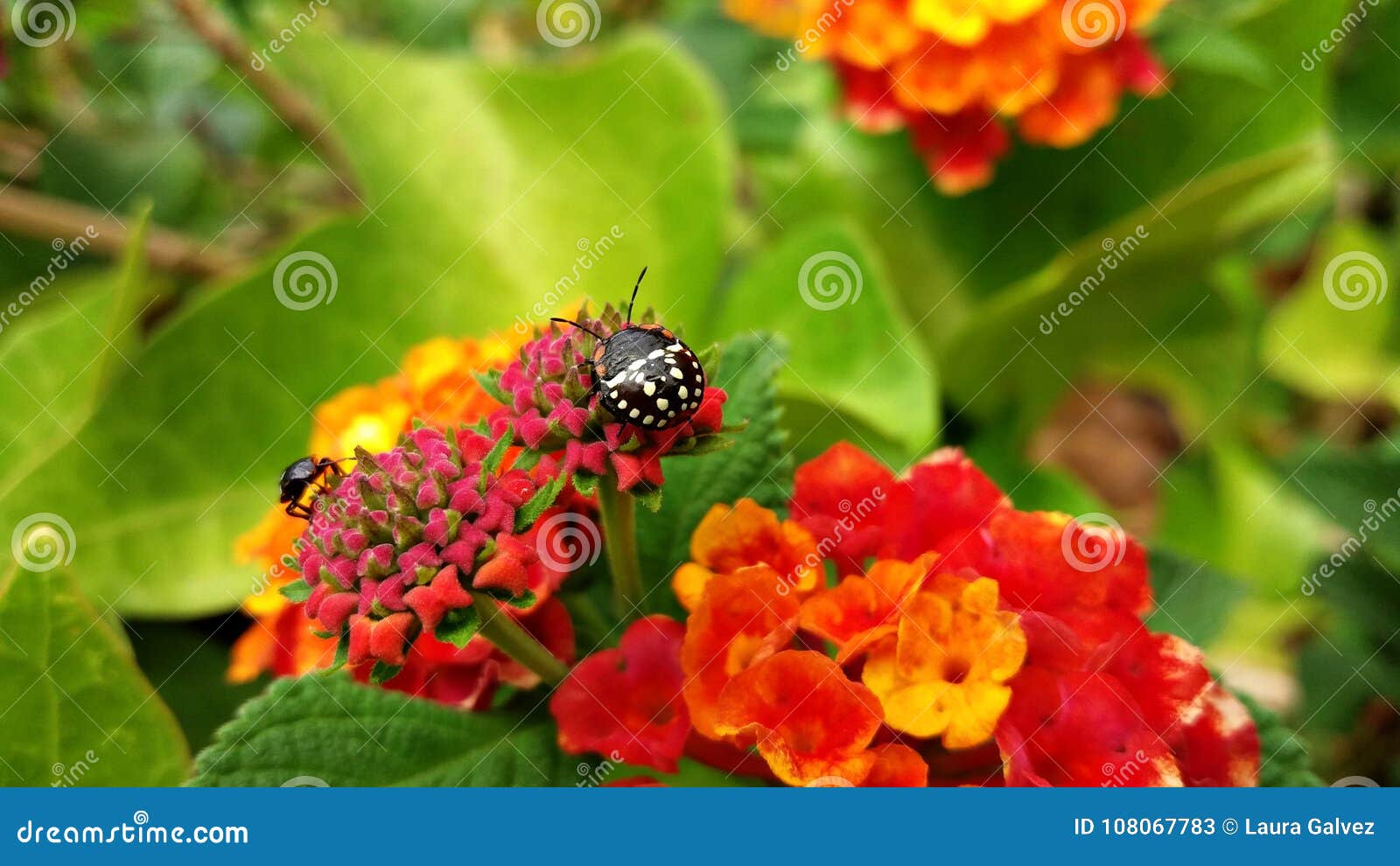 Insects in the Flowers during the Spring Stock Image - Image of spring ...