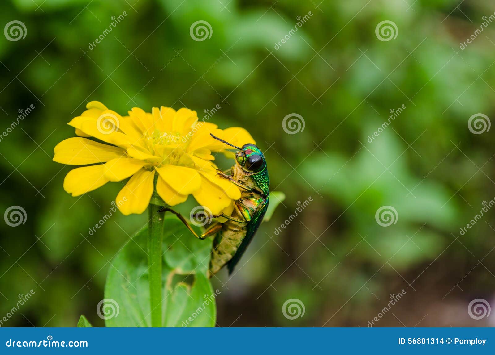 Insects and Flowers stock photo. Image of wildlife, insects - 56801314