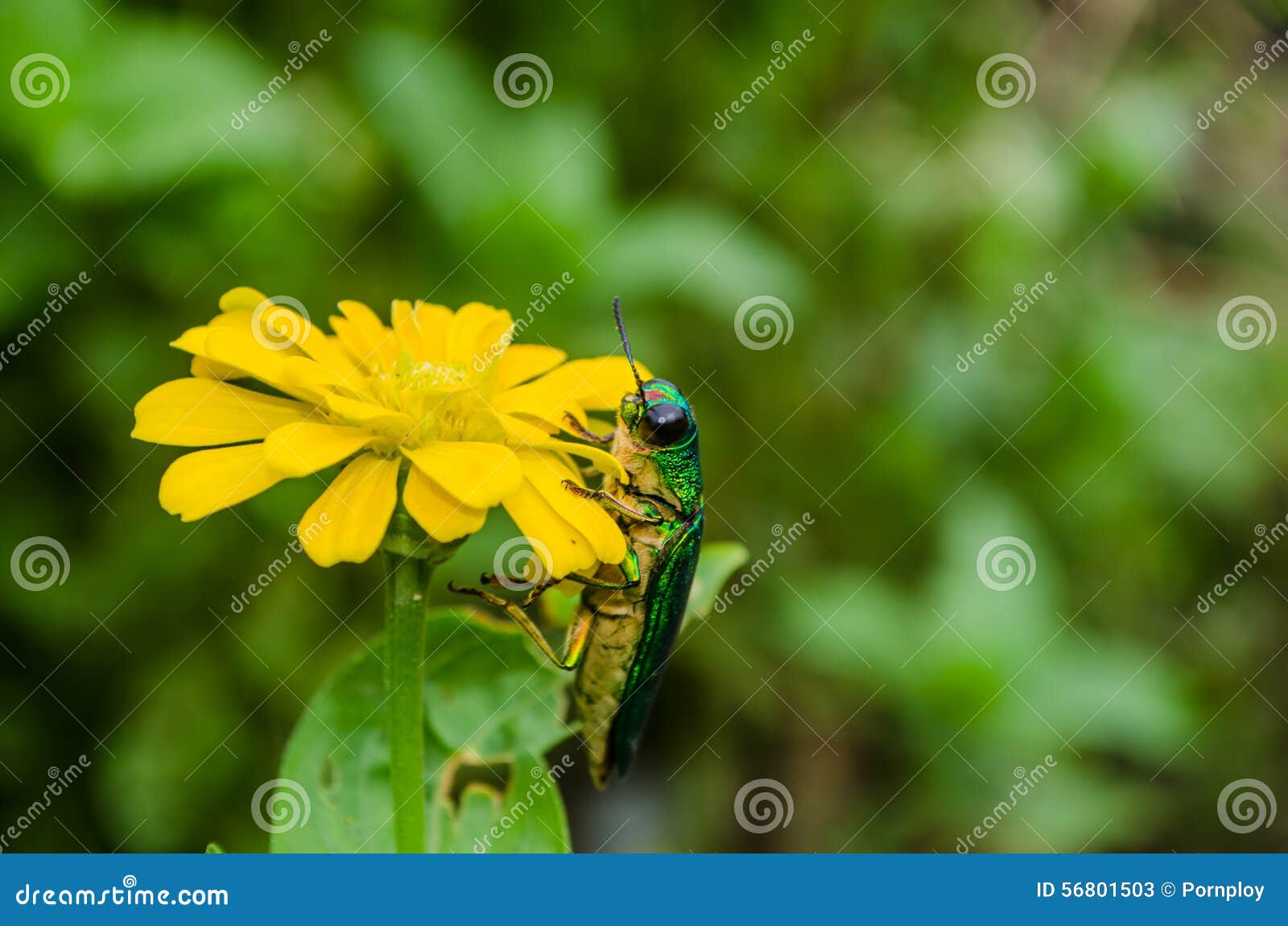 Insects and Flowers stock image. Image of macro, outdoor - 56801503