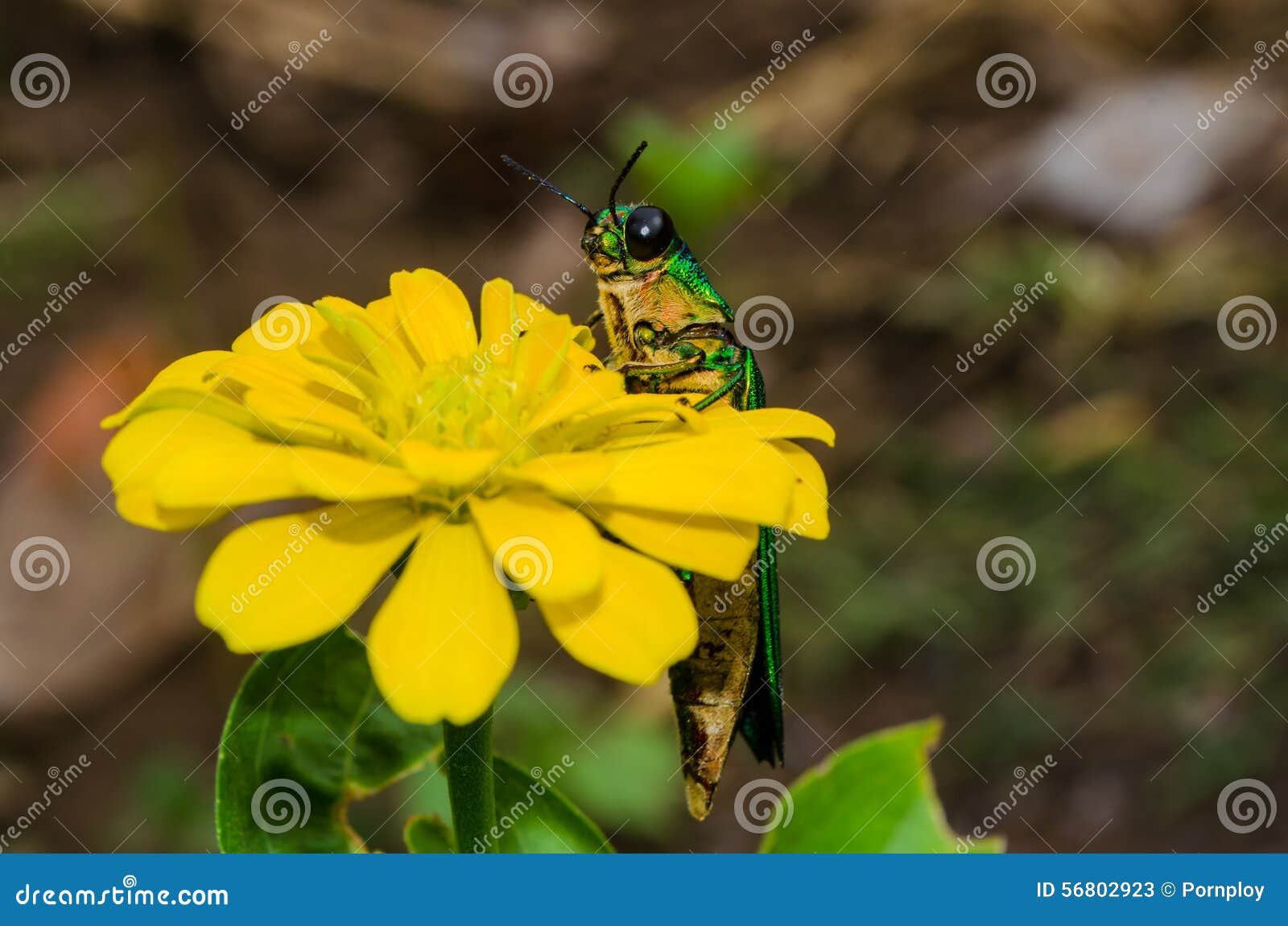 Insects and Flowers stock image. Image of summer, macro - 56802923